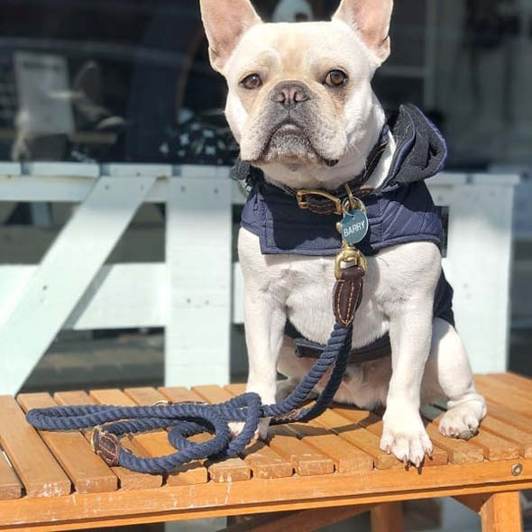 Where Pets Are VIPs: Subiaco's Most Pet-Friendly Businesses - See Subiaco